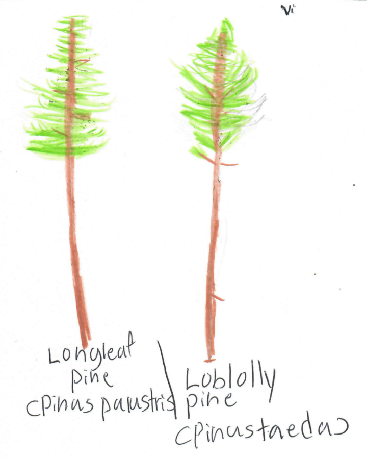 Self-Led Plant ID Walk Herbal Guides - Weeds and Deeds