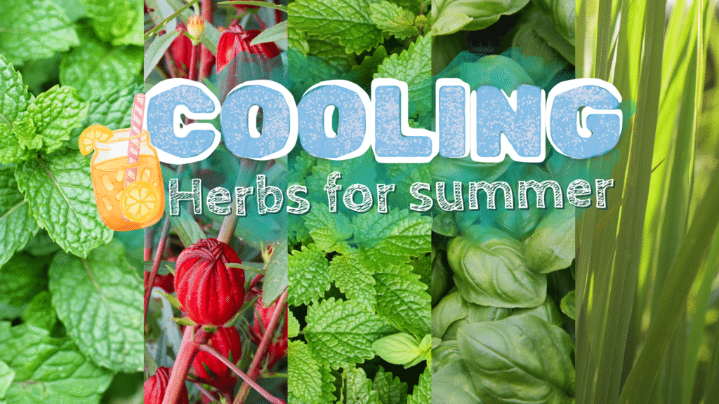 Five Cooling Herbs for Summer Herbal Guides - Weeds and Deeds